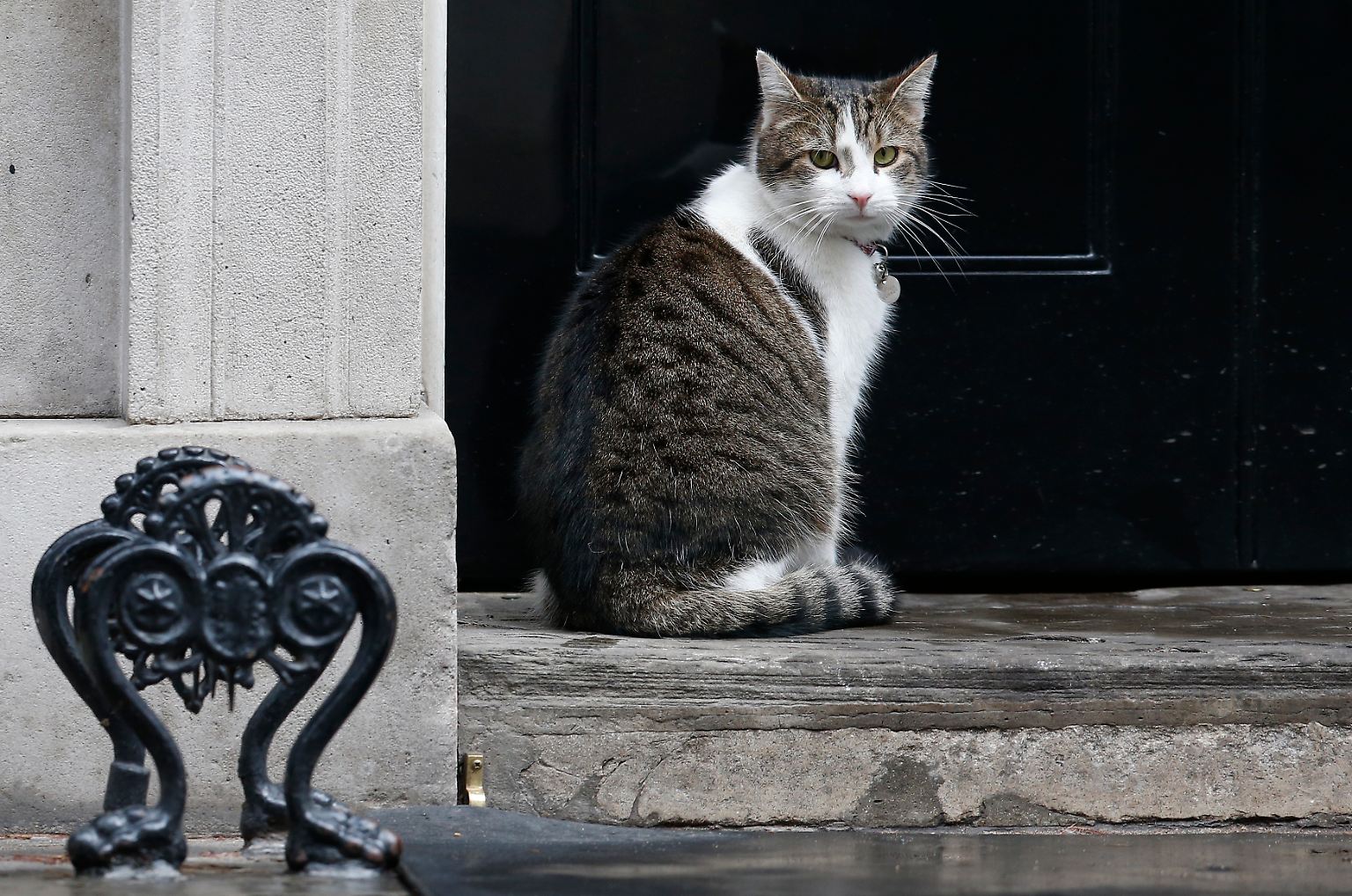 Herr über Downing Street 10: Larry, der berühmteste Kater der Welt - n ...