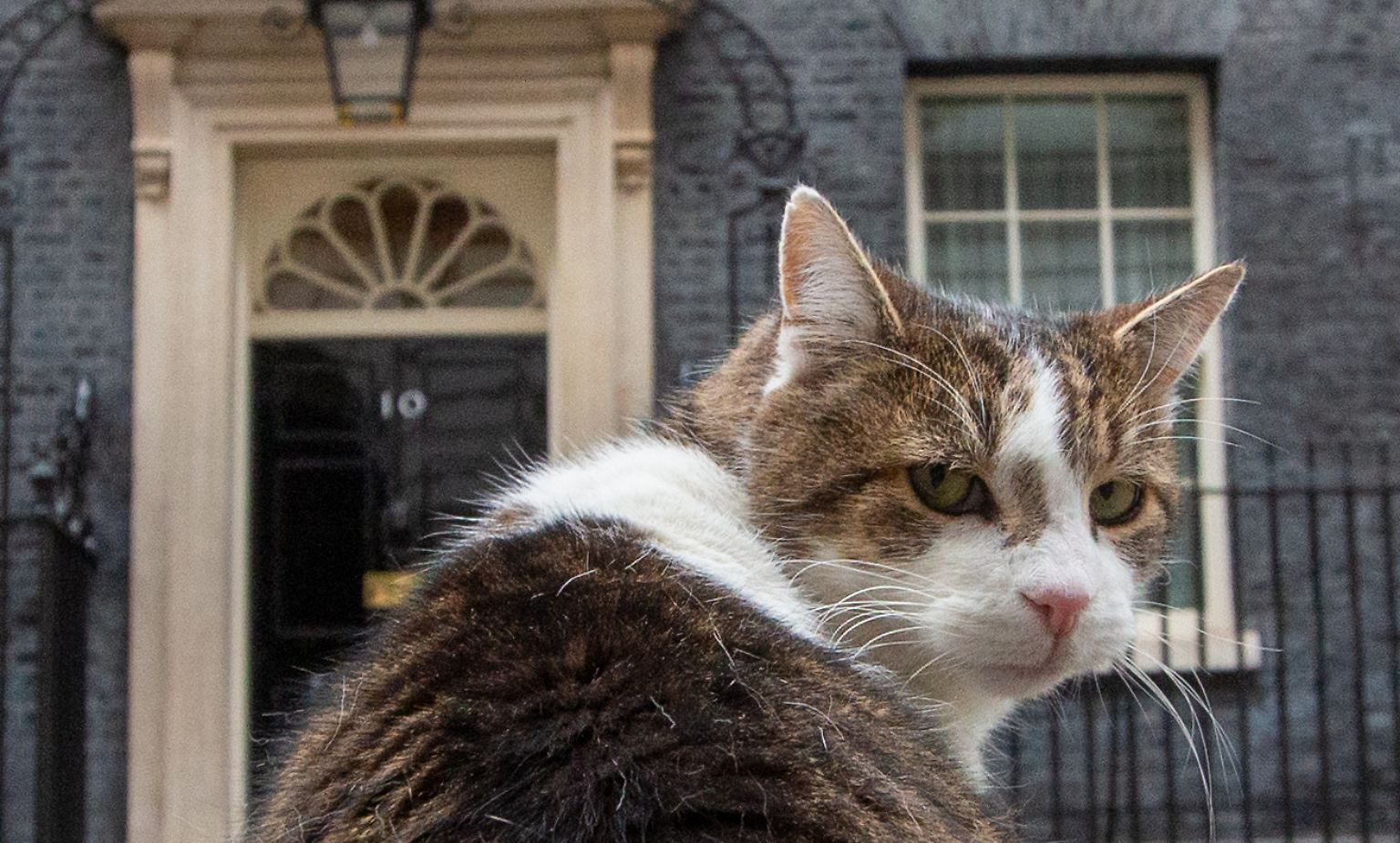 Herr über Downing Street 10: Larry, der berühmteste Kater der Welt - n ...