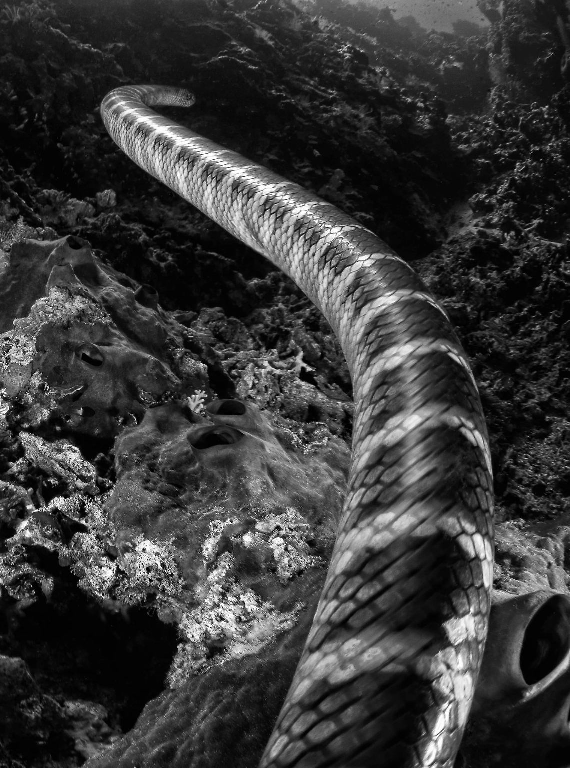 Black and White Photo Awards: Beeindruckende Fotokunst in Schwarz und ...