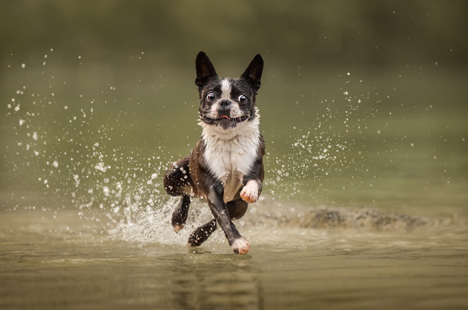 Sportlich, magisch, anrührend: "Dog Photography Awards": die besten ...