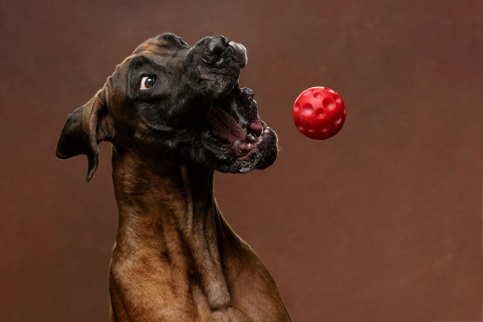 Sportlich, magisch, anrührend: "Dog Photography Awards": die besten ...